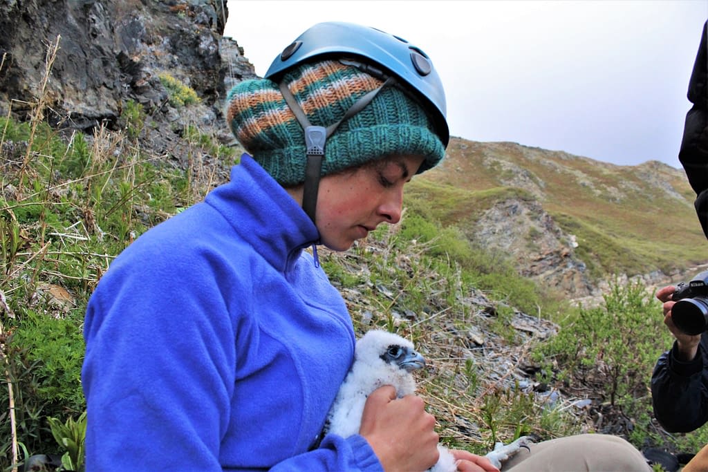 Field Essays Part I: The Making [or Breaking] of a Raptor Biologist ...