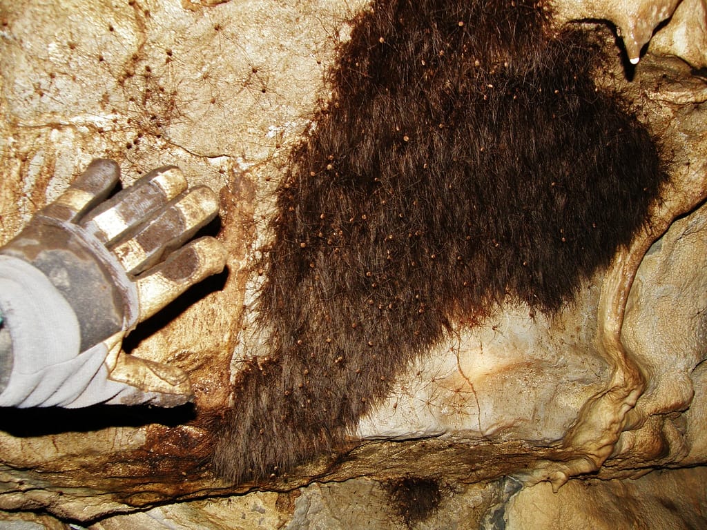 Cave-Dwelling Harvestmen in Cold Stream Caves of Montana - Ellen Whittle