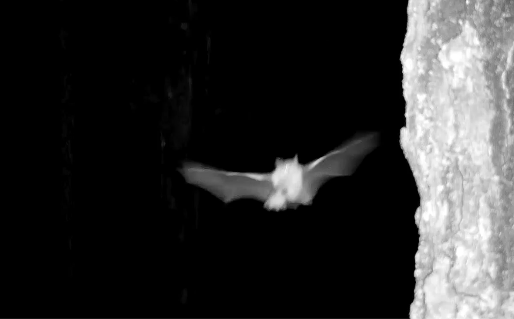 North American bats carrying pups to a tree roost - Ellen Whittle